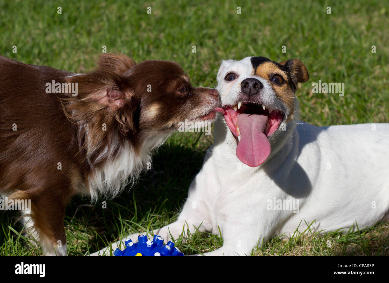Animal tongue kiss hi-res stock photography and images - Alamy