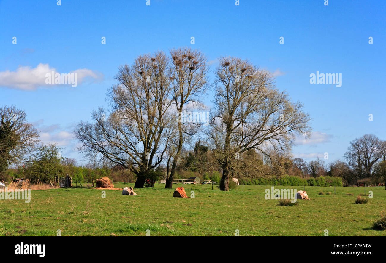 A view of three bulls on grazing marsh with a rookery in the background ...