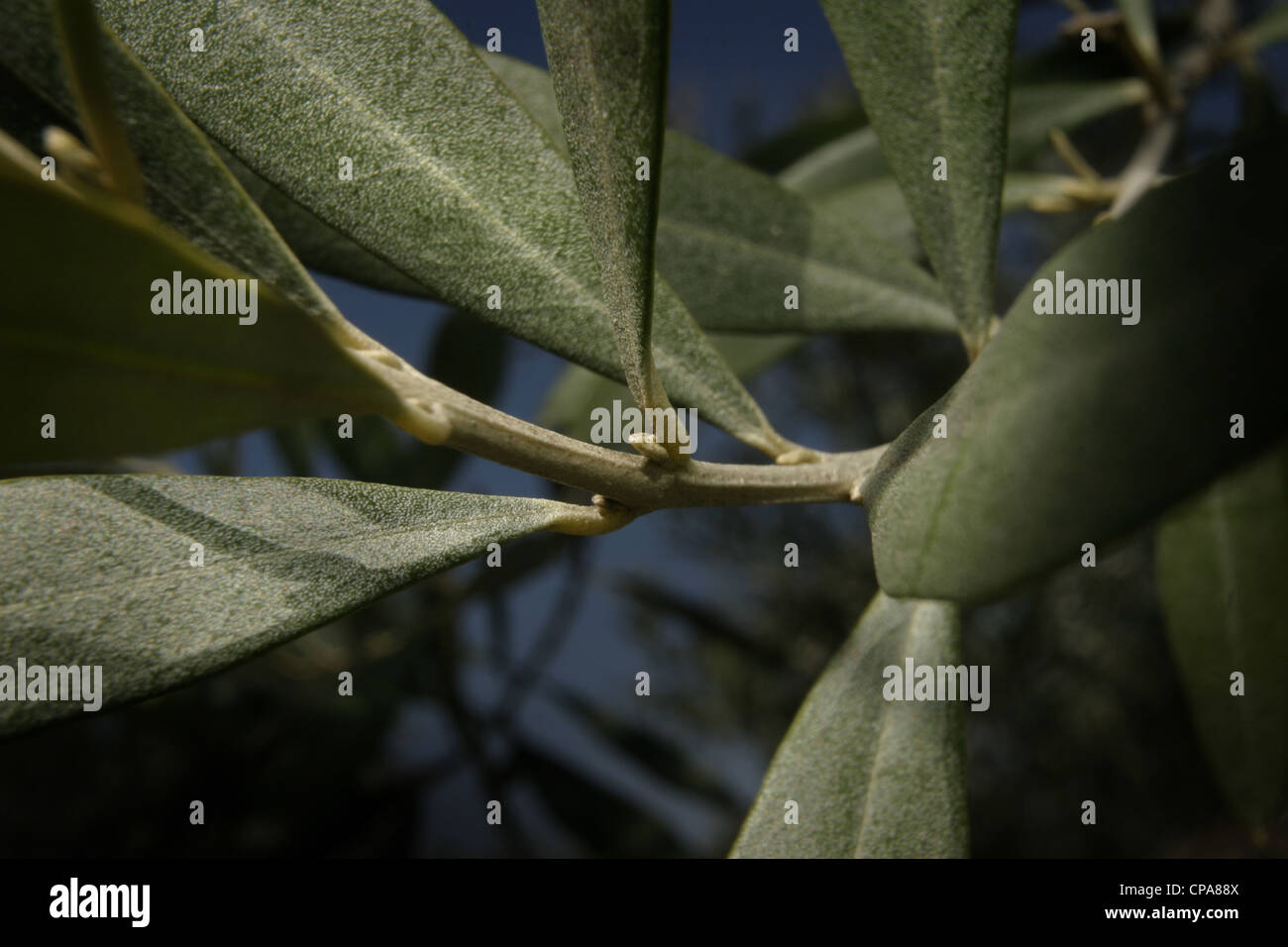 Picture: Steve Race - Secondary buds (nodal buds) on an Empeltre olive ...