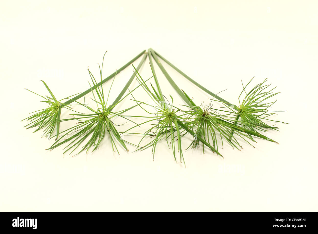 Cyperus Papyrus High Resolution Stock Photography and Images - Alamy
