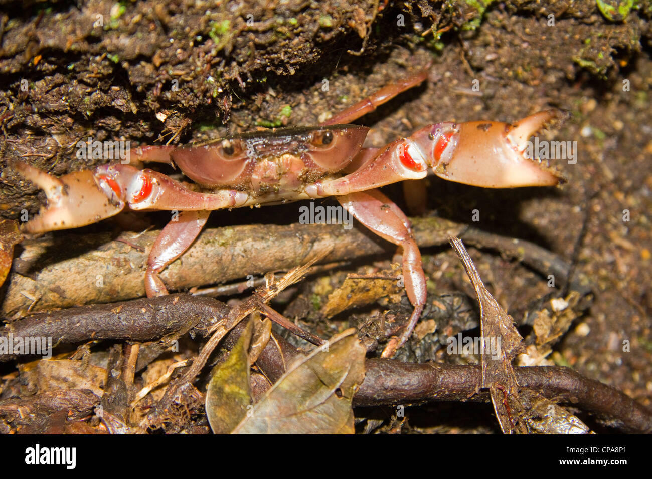 Crabs In The Amazon Rainforest