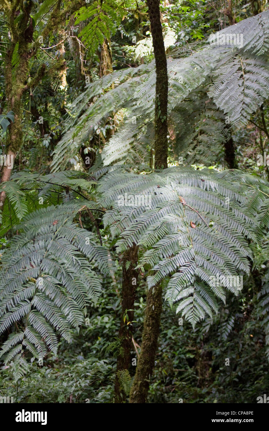 Giant fern Monteverde cloud forest Costa Rica Central America Stock ...