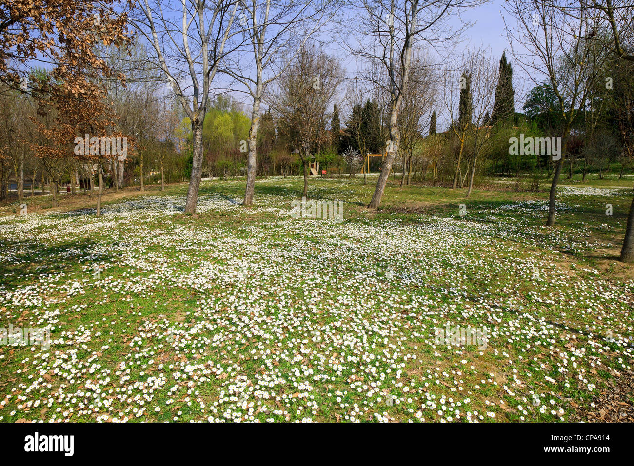Meadow of daisies Stock Photo - Alamy