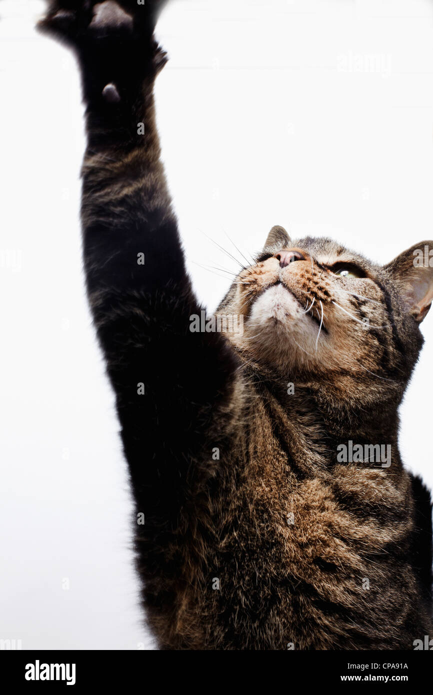 Cat Reaching Up High Resolution Stock Photography and Images - Alamy