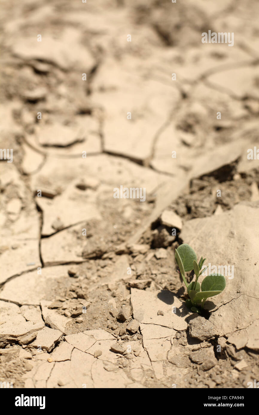 Semiarid vegetation hi-res stock photography and images - Alamy