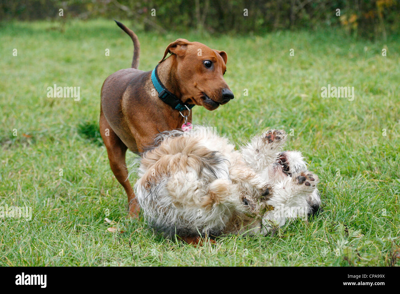 Two dogs playing with each other Stock Photo - Alamy