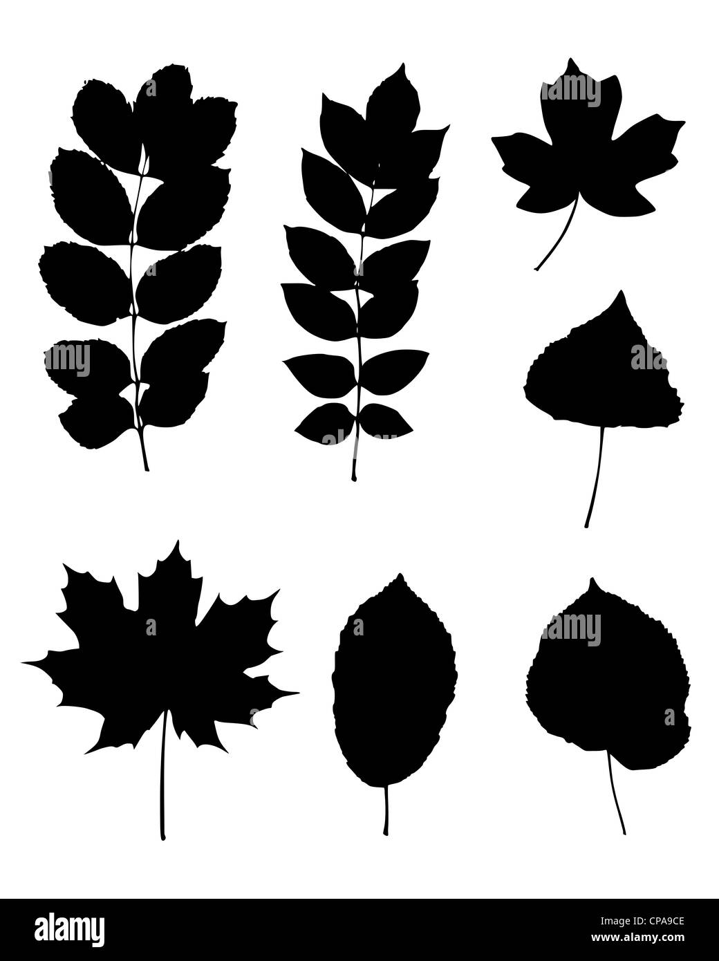 Various tree Black and White Stock Photos & Images - Alamy