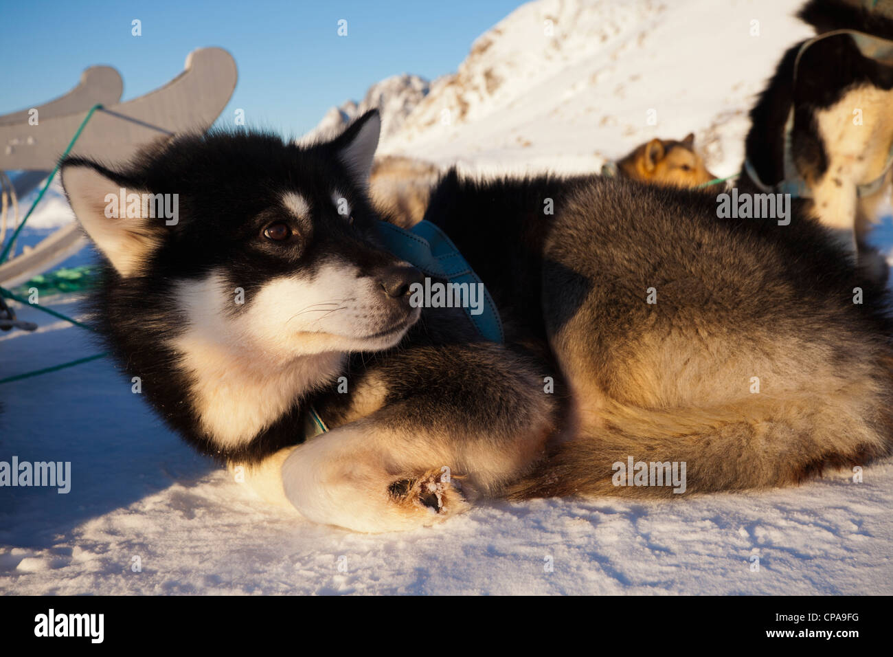Husky lying down - Greenland Stock Photo - Alamy
