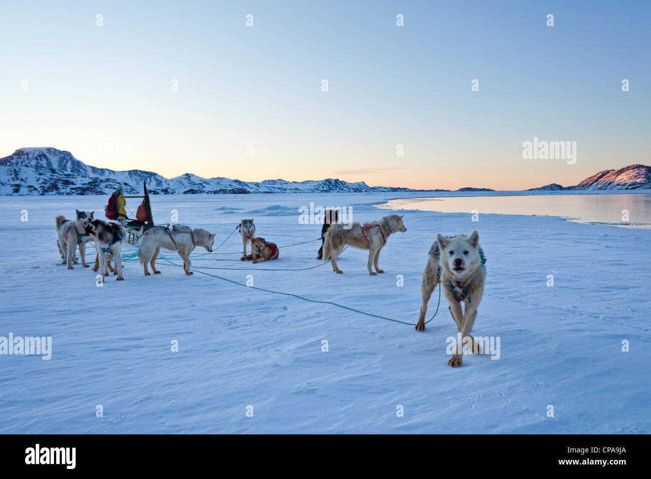 Pulling a sled hi-res stock photography and images - Alamy