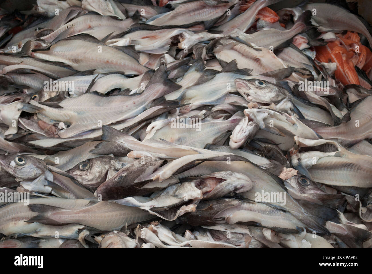 Filleted fish. Bodies Stock Photo - Alamy