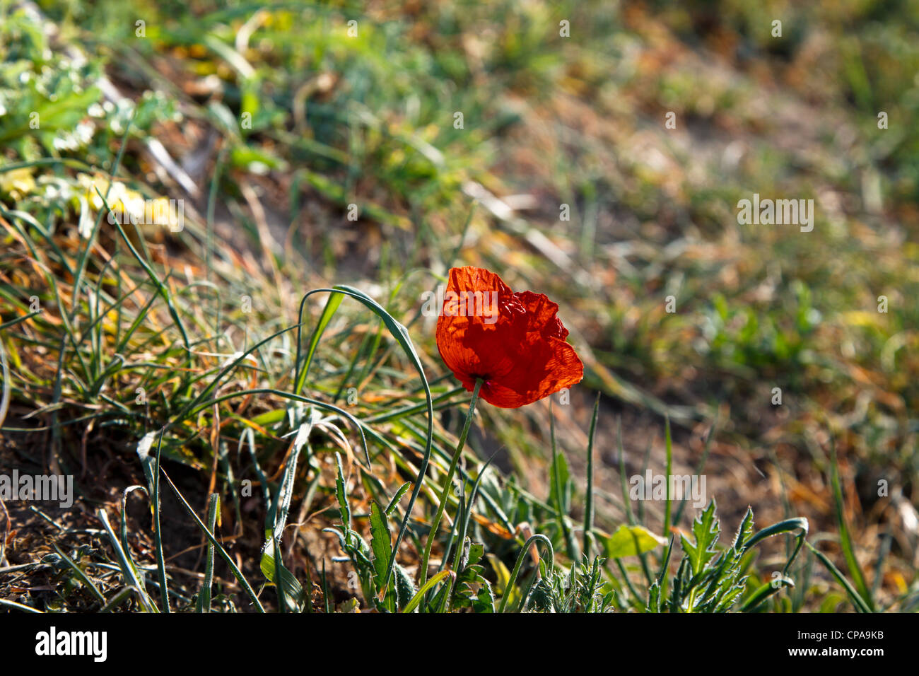 Poppy shape hi-res stock photography and images - Alamy
