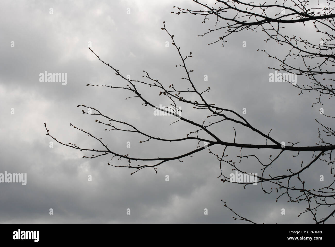 gray sky and empty tree Stock Photo - Alamy