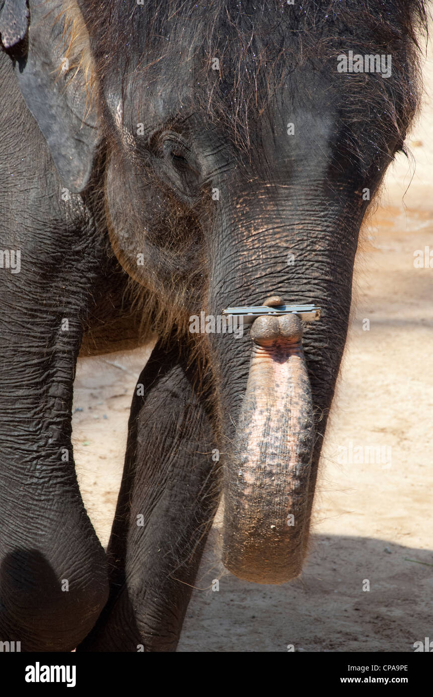 Thailand, Island of Ko Samui (aka Koh Samui). Island Safari Elephant ...