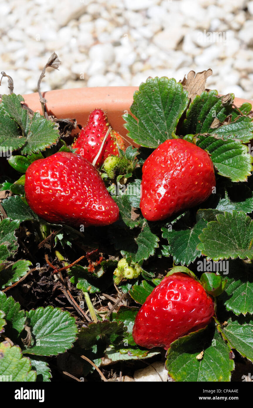 Ripe strawberries growing on plant in a pot, Andalucia, Spain, Western ...