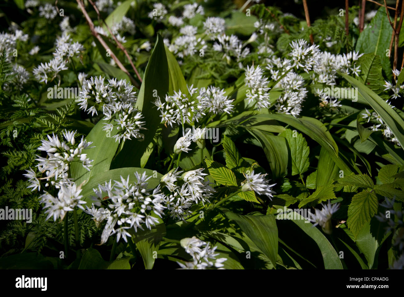 Flowering wild garlic or Ramson (Allium ursinum Stock Photo - Alamy