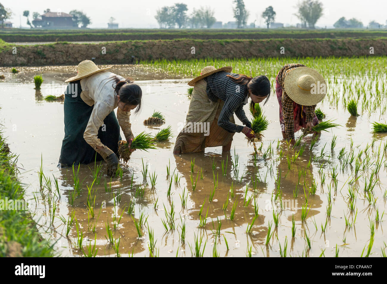 Women working in a flooded rice paddy field, planting young rice plants ...