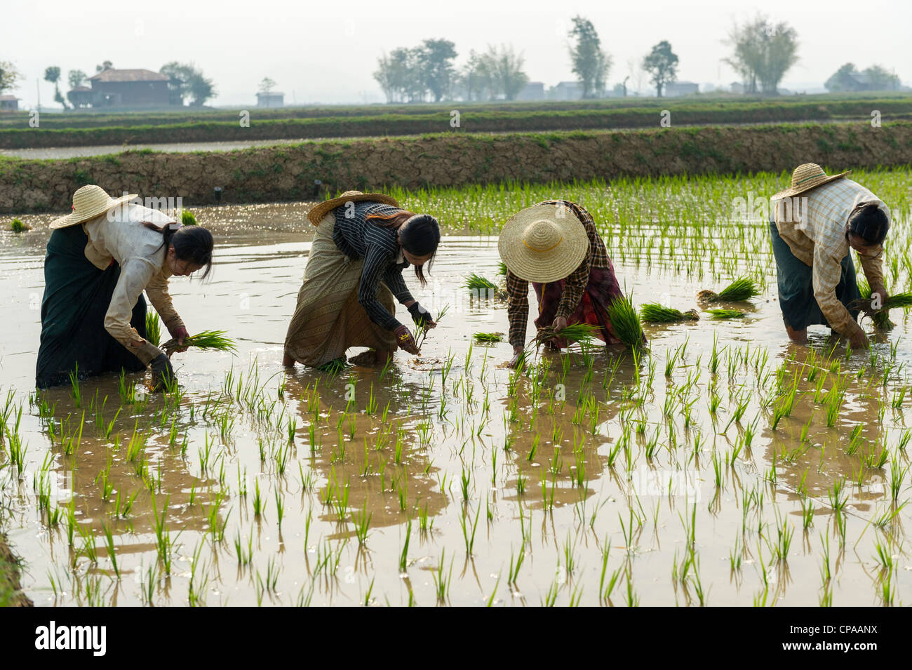 Women planting rice in Shan State, Myanmar Stock Photo - Alamy