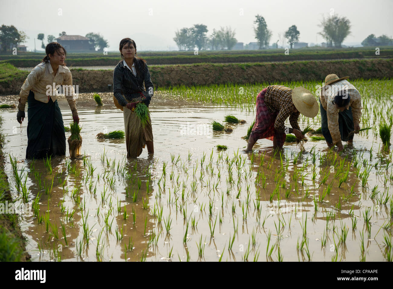 Women working in a flooded rice paddy field, planting young rice plants ...