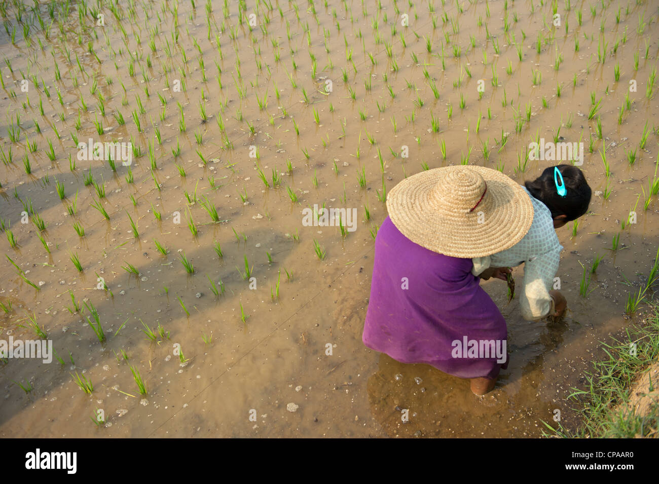 Women working in a flooded rice paddy field, planting young rice plants ...