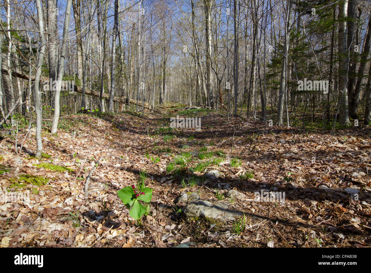 White Mountain National Forest, New Hampshire USA Stock Photo - Alamy
