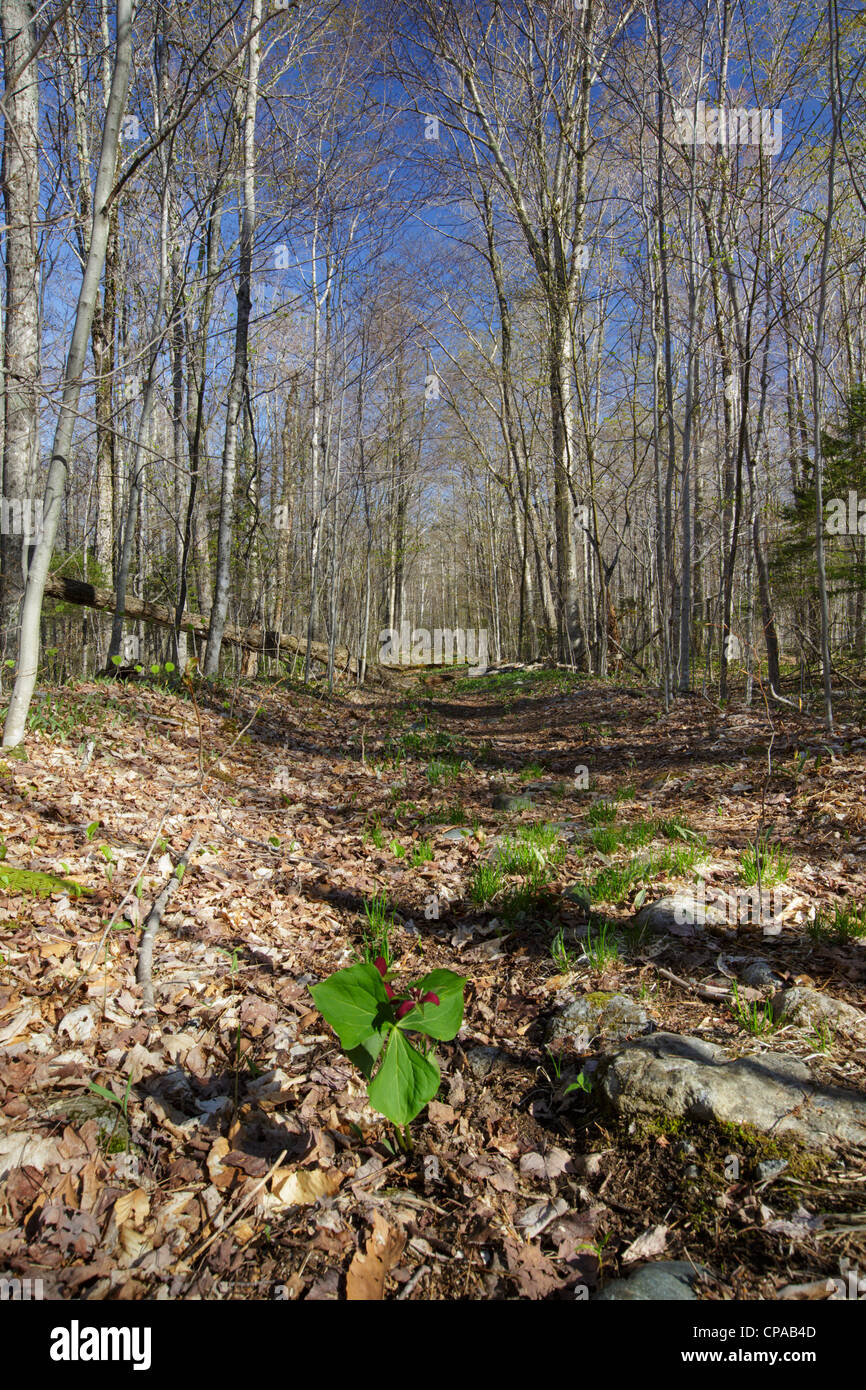 White Mountain National Forest, New Hampshire USA Stock Photo - Alamy