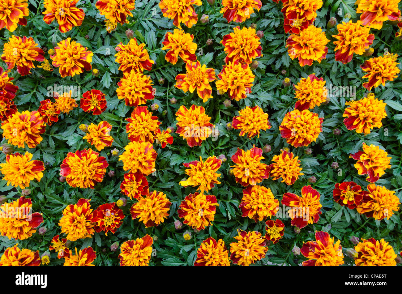 A group of brown/orange marigold, in a pot, ready for sale Stock Photo ...