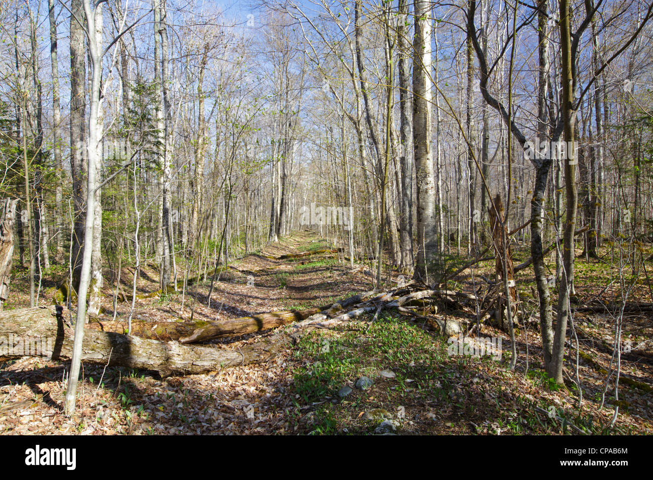 White Mountain National Forest, New Hampshire USA Stock Photo - Alamy