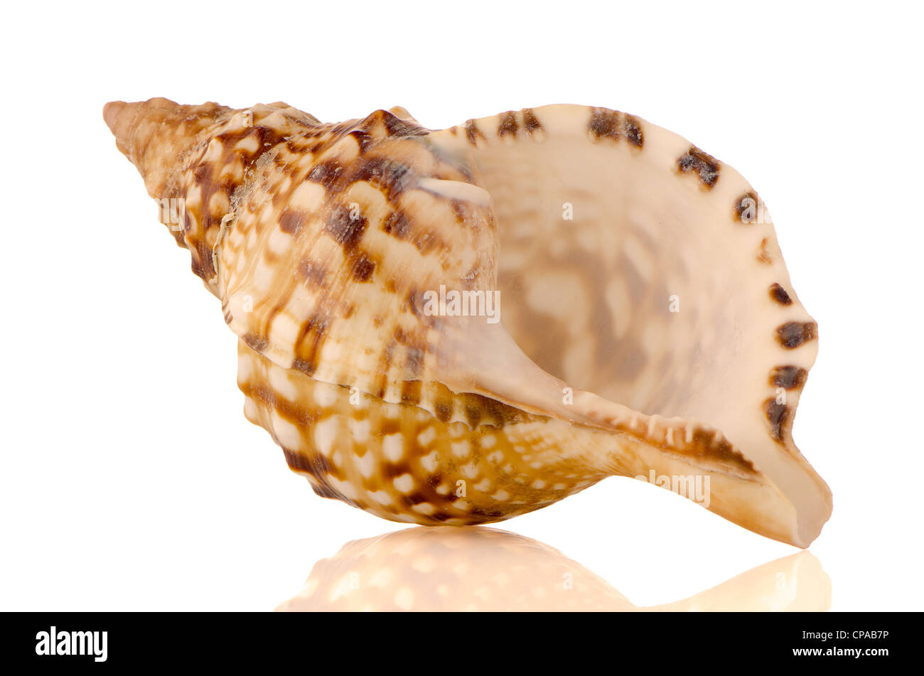 Sea shell on white reflective background Stock Photo - Alamy