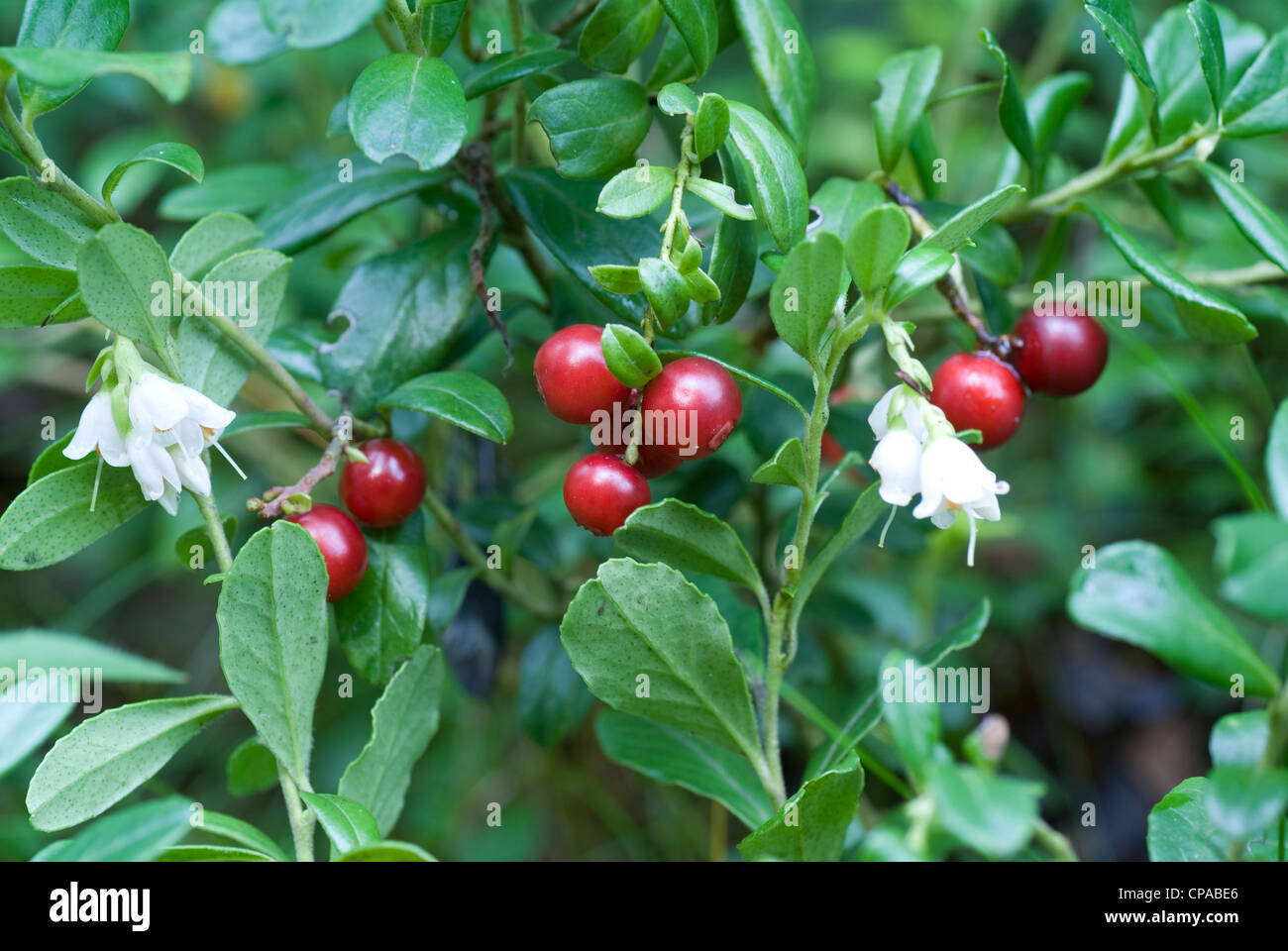 bush of ripe red cranberry in forest Stock Photo - Alamy