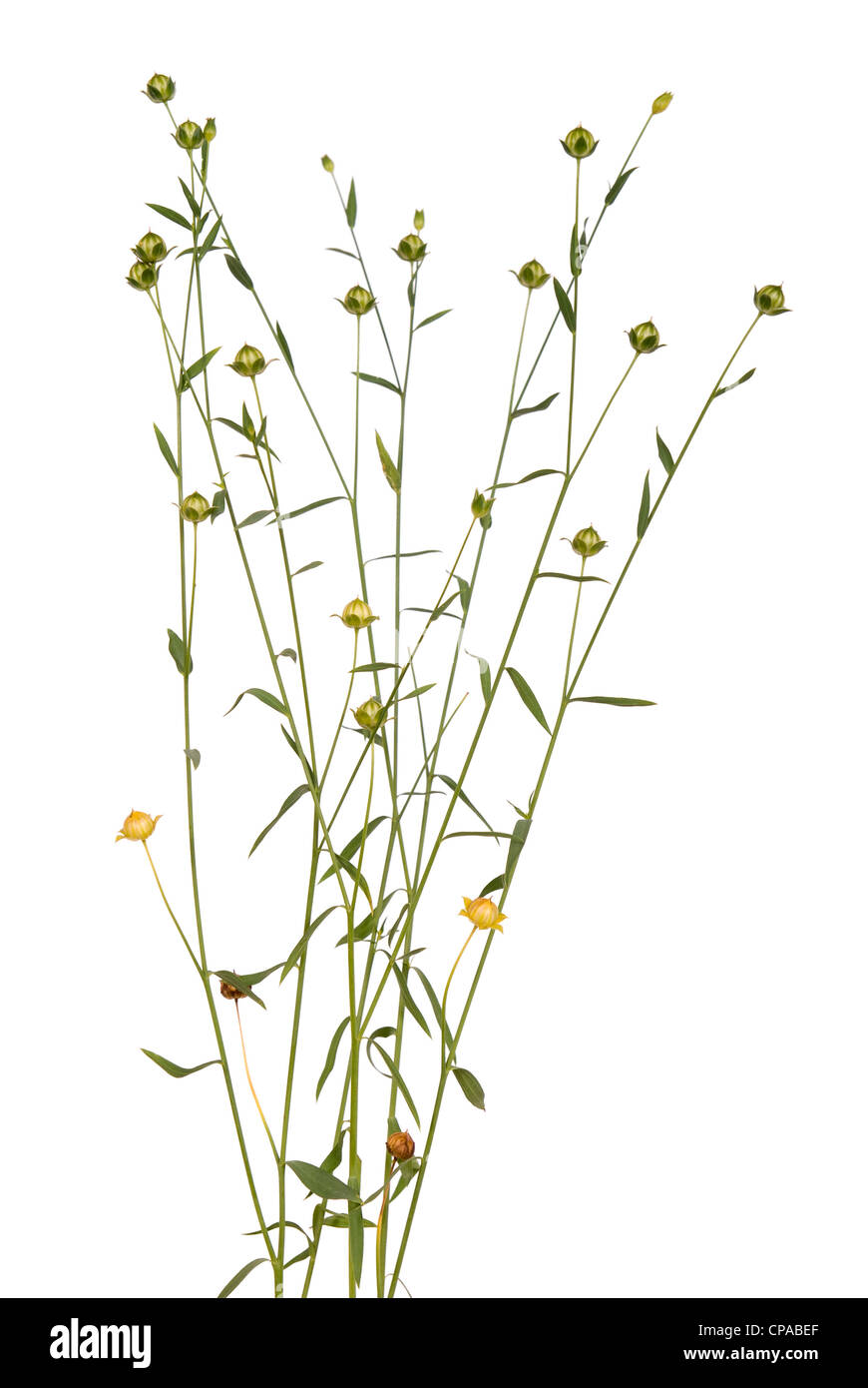 dry and fresh flax on white background Stock Photo - Alamy