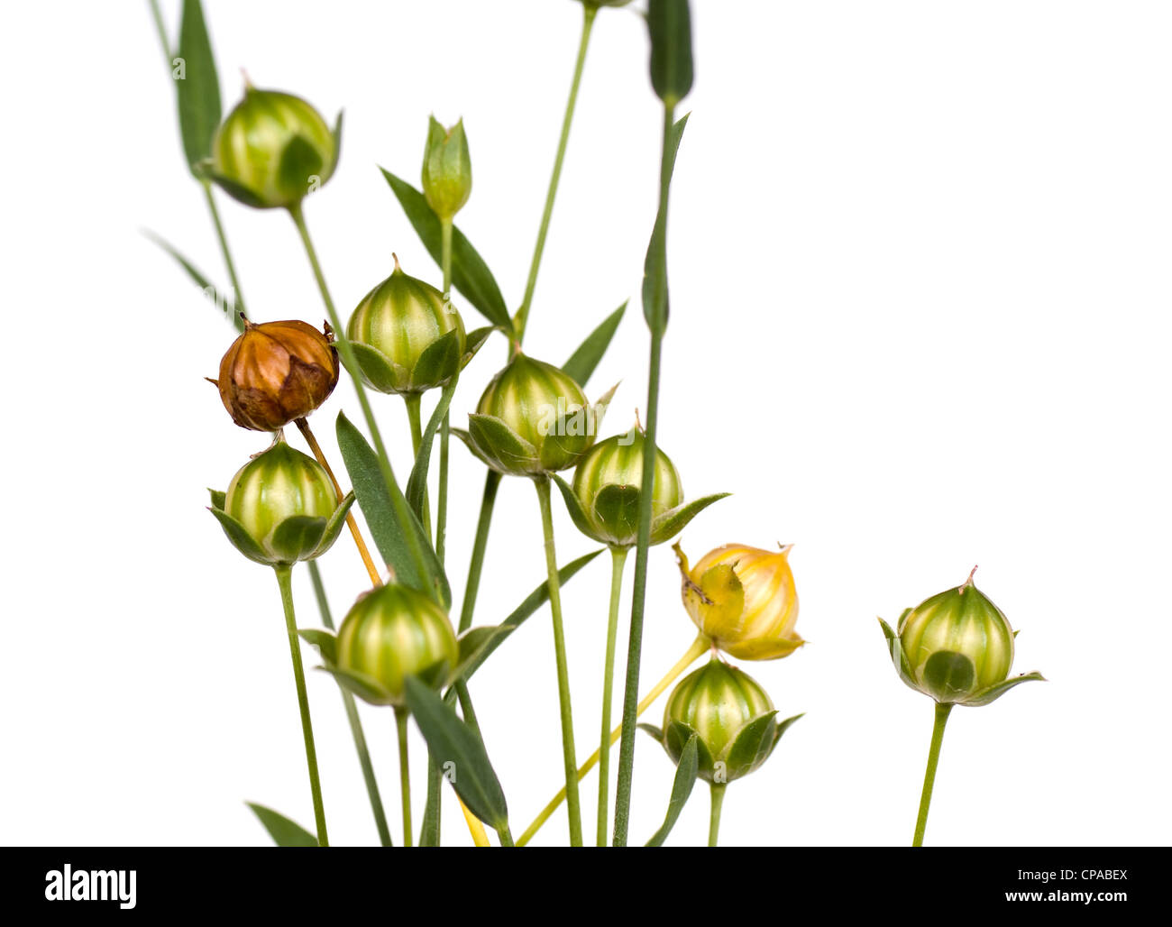 Flax hi-res stock photography and images - Alamy
