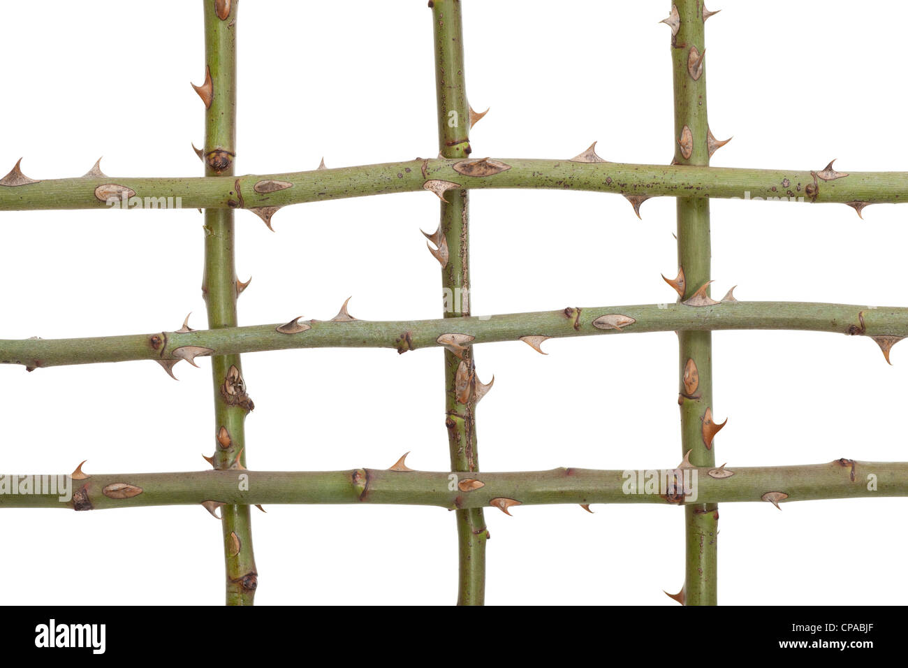 stem with spikes from rose on white background Stock Photo - Alamy