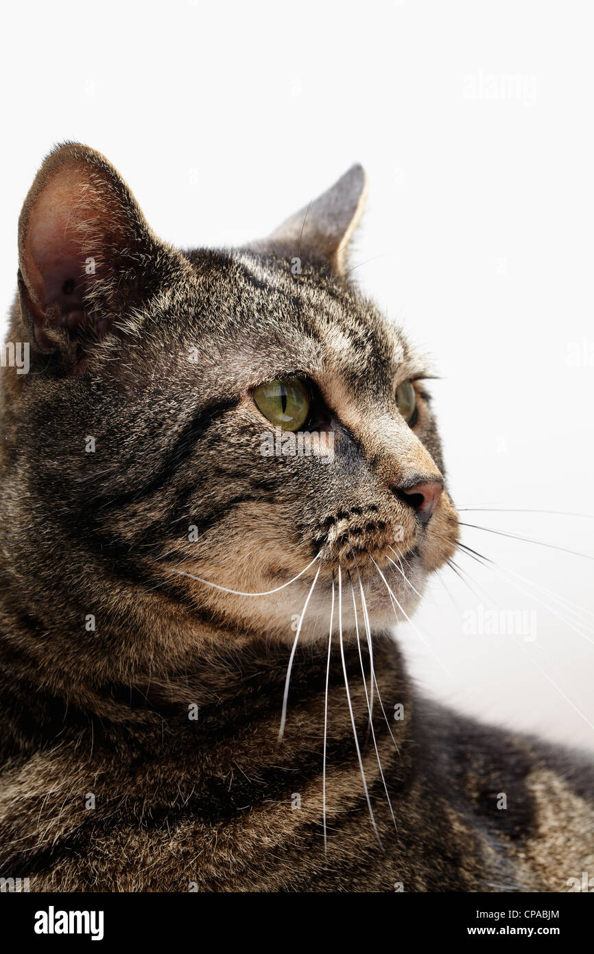 Cat headshot hi-res stock photography and images - Alamy
