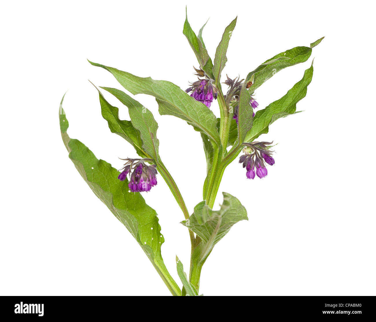 Comfrey Herb