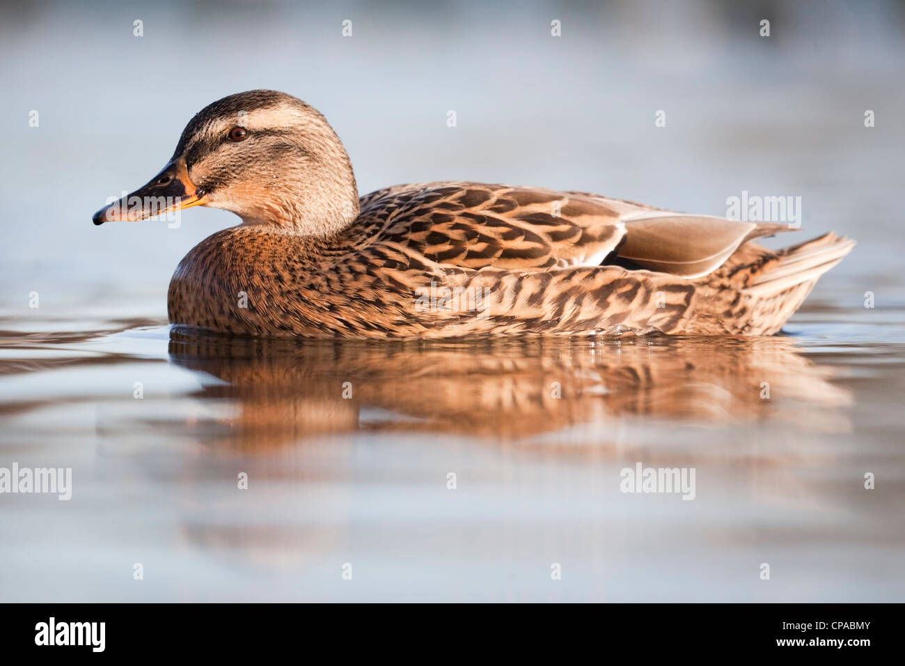 Female Mallard Duck Stock Photo - Alamy