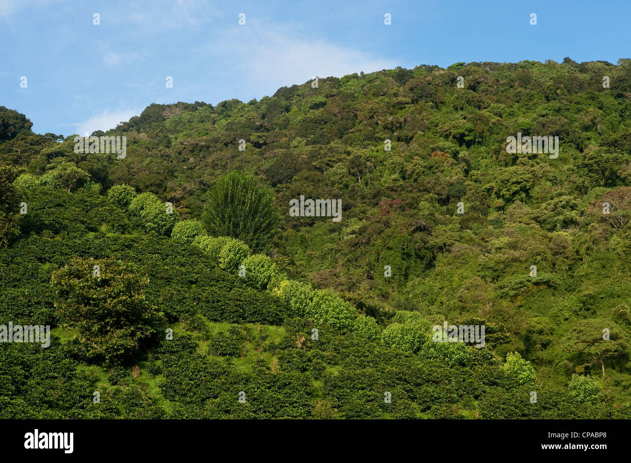 Finca Lerida Coffee Estate Stock Photo - Alamy