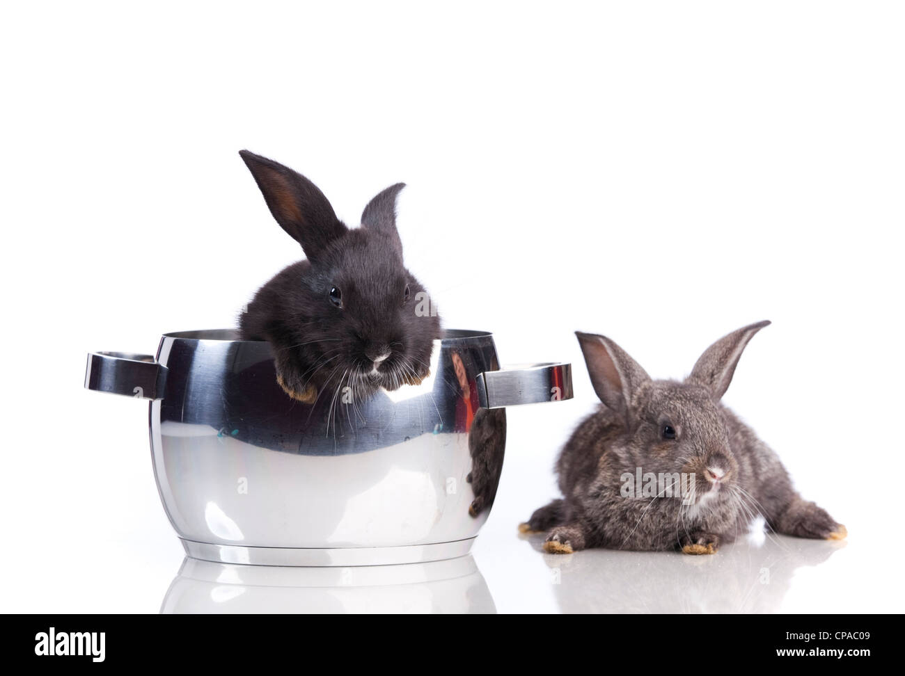 Rabbit inside a kitchen pan(isolated on white Stock Photo - Alamy