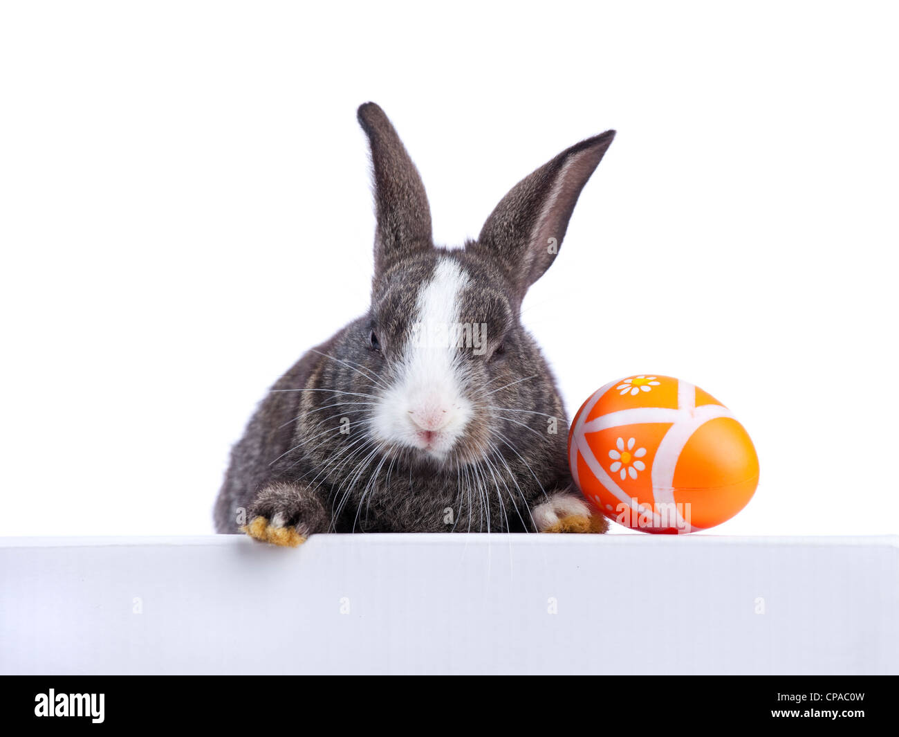 Cute easter rabbit peeking behind a banner (isolated on white Stock ...