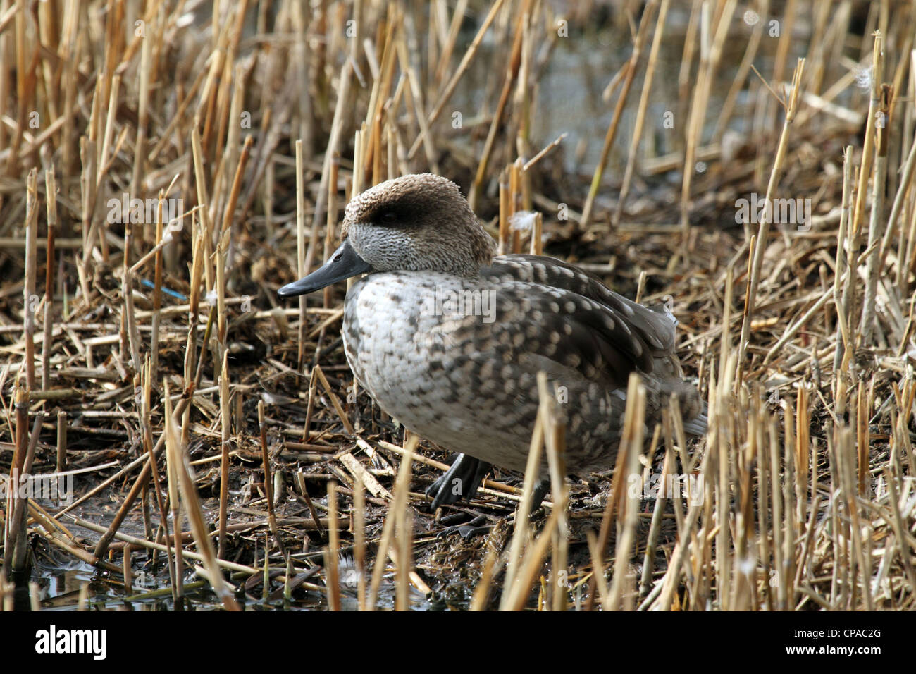 Marbled Teal (Marmaronetta angustirostris) - Aka Marbled Duck Stock Photo - Alamy