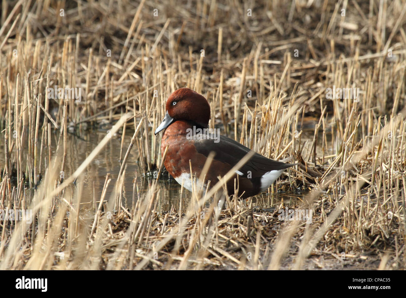 Ferruginous Duck (Aythya nyroca). Aka Ferruginous Pochard Stock Photo ...