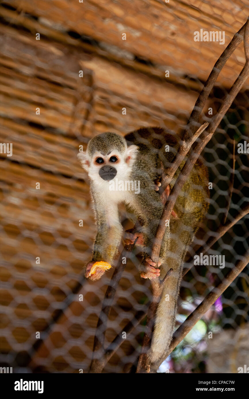 Colombia monkey hi-res stock photography and images - Alamy