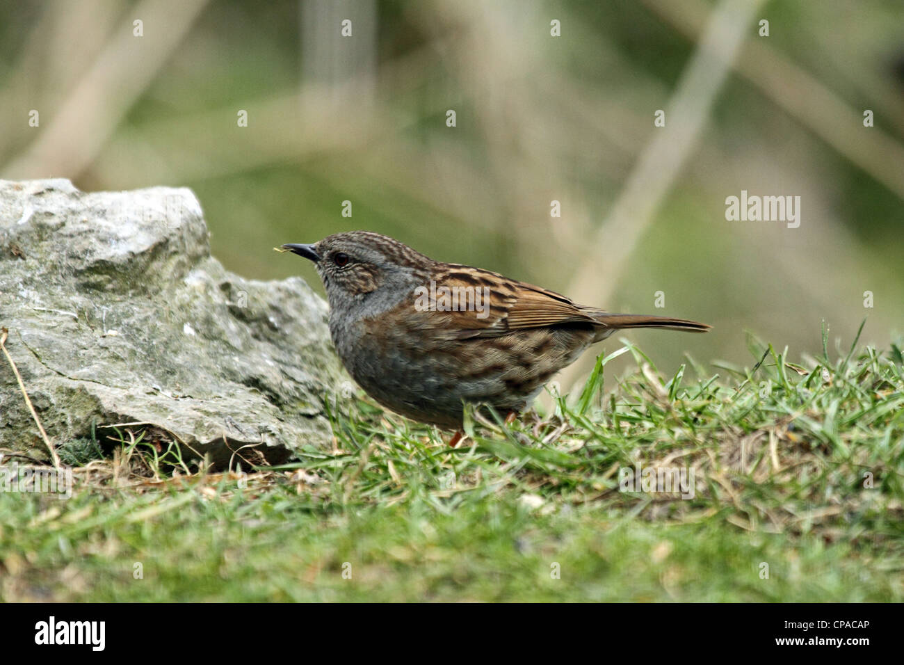 Dunnock (Prunella modularis) - aka Hedge Sparrow Stock Photo - Alamy