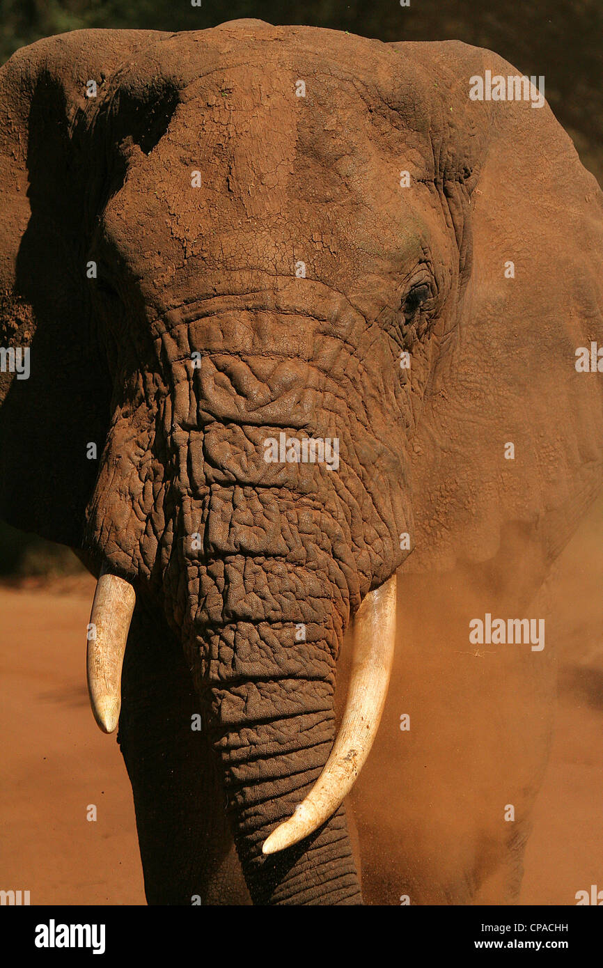 Bull African Elephant Stock Photo - Alamy