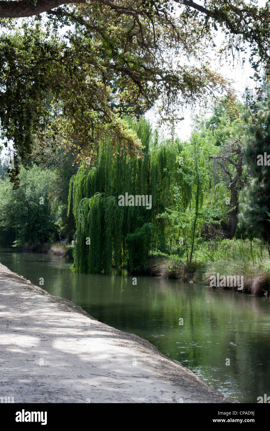 A weeping willow net to a canal and trail Stock Photo - Alamy