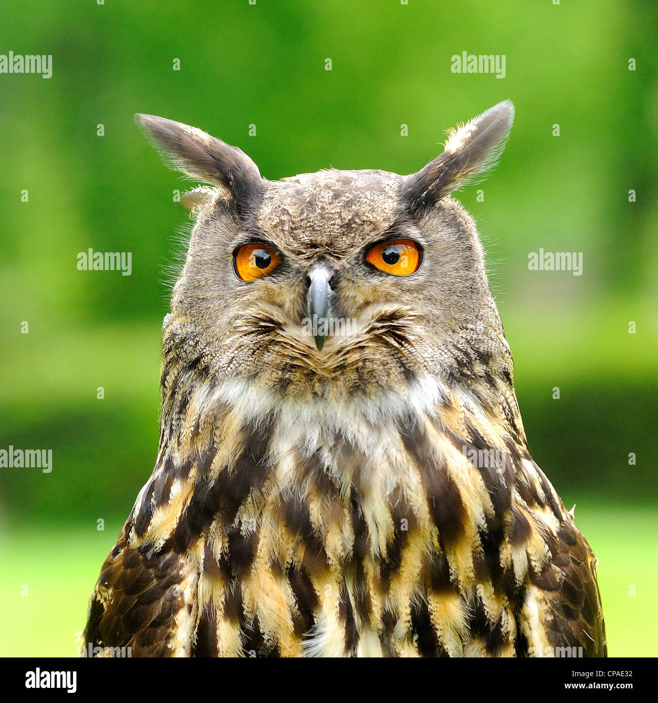 Head portrait of Eagle Owl (Bubo Bubo Stock Photo - Alamy