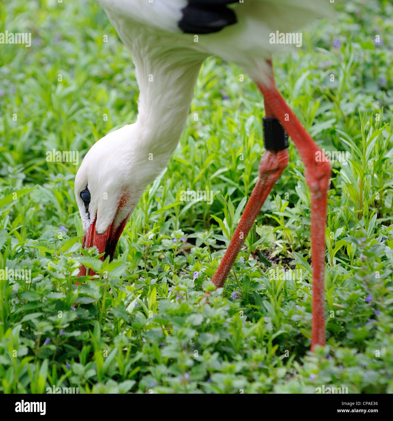 Closeup shoot of stork head during his feeding Stock Photo - Alamy