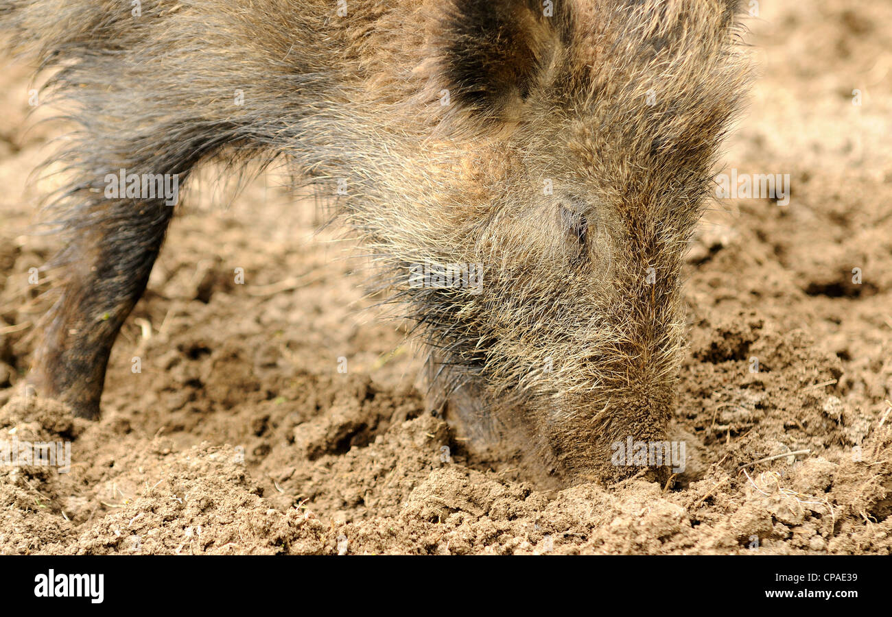 Boar shoot hi-res stock photography and images - Alamy