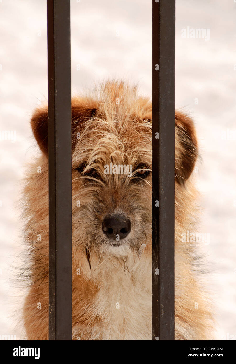 Dog behind fence hi-res stock photography and images - Alamy