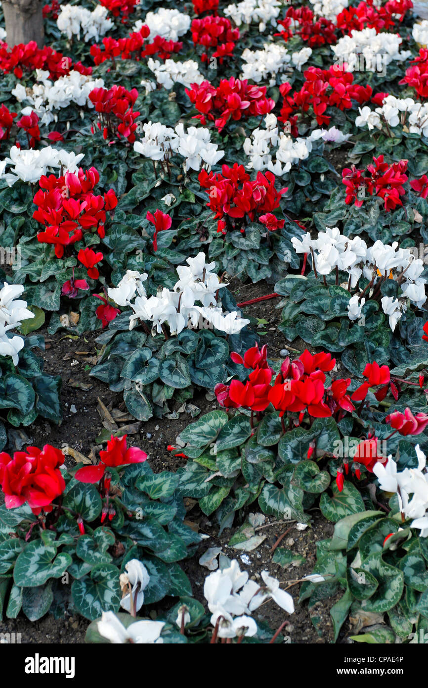 Cyclamen bed hi-res stock photography and images - Alamy