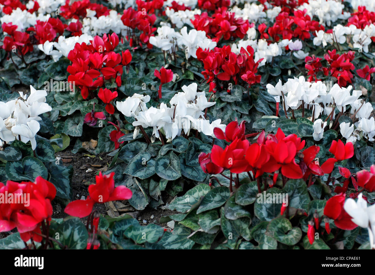 Cyclamen (Cyclamen cilicium) white and red geometrical disposition in a ...
